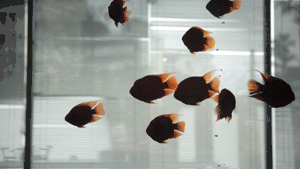 鱼缸图片-鱼缸GIF素材-鱼缸模板图片下载-千库网