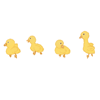 小鸭子图片-小鸭子素材-小鸭子模板图片下载-千库网