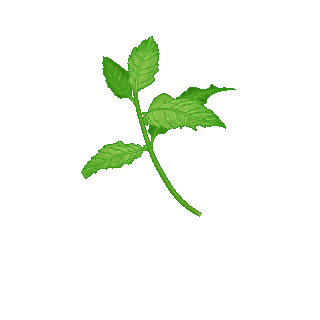 薄荷标本图片-薄荷标本GIF素材-薄荷标本模板图片下载-千库网